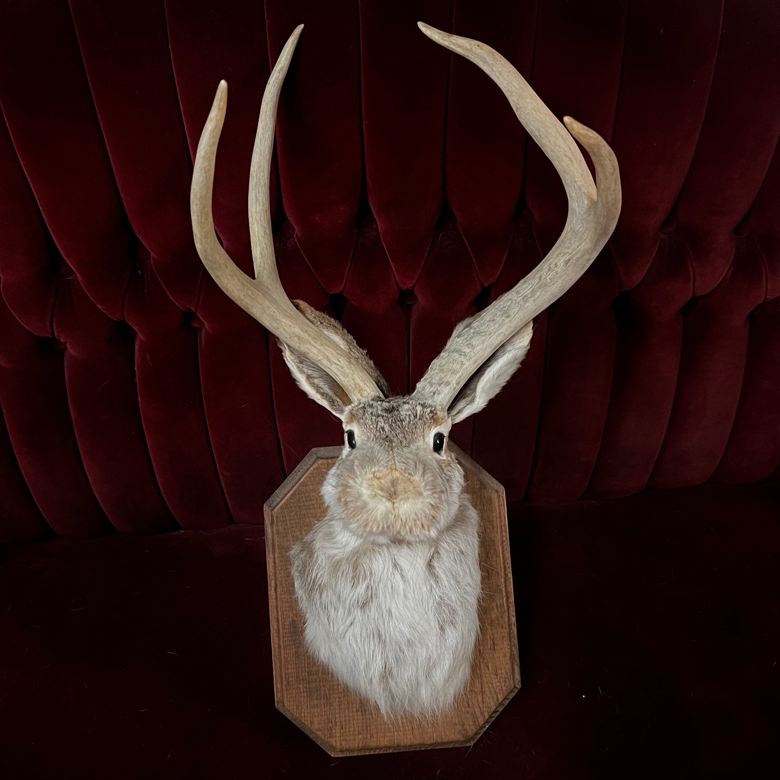 Vintage Jackalope Taxidermy | Rainy Day Revival - Atlanta's Oddities Store